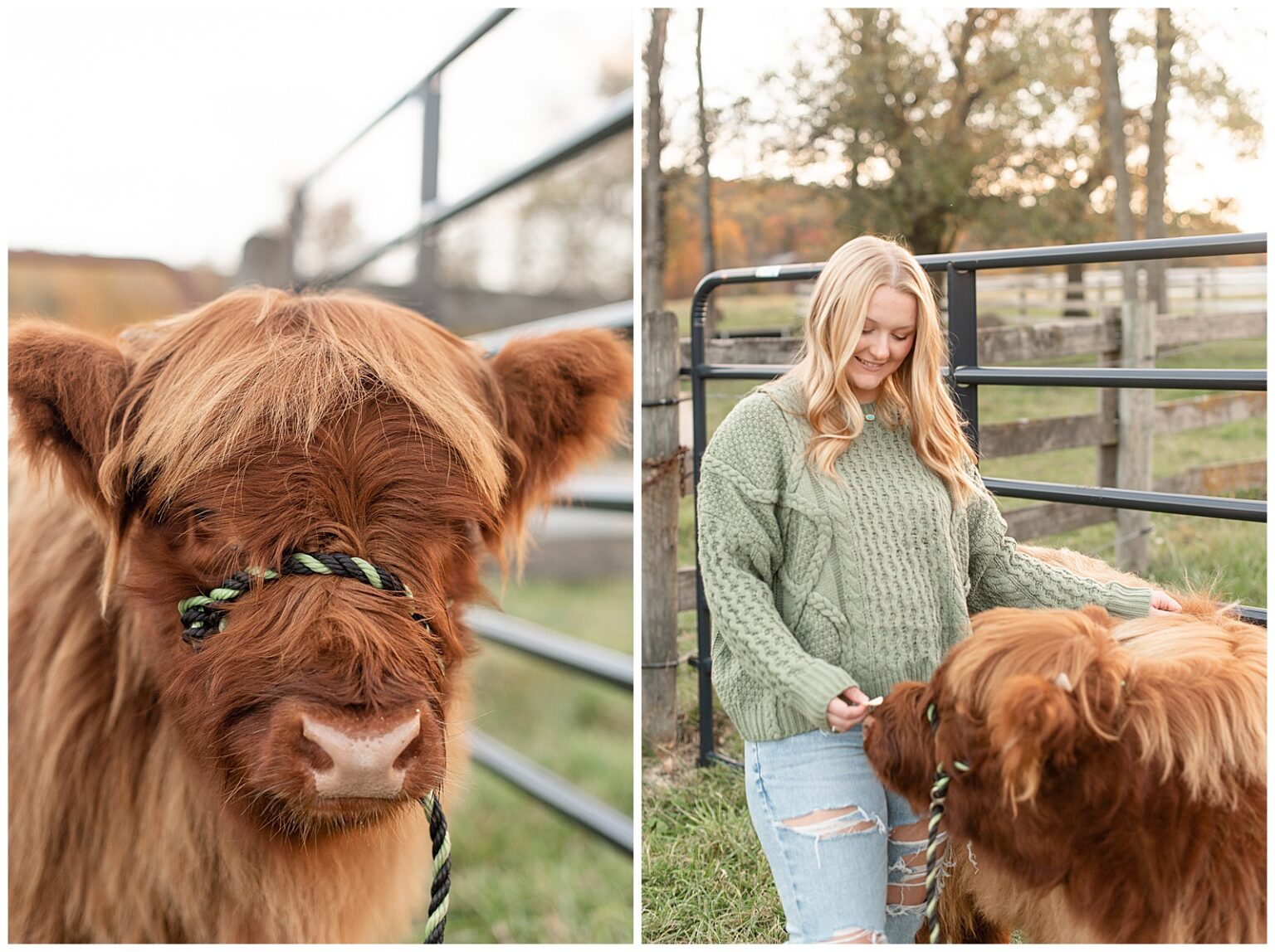 Highland Cow Senior Session - heathermariephoto.com